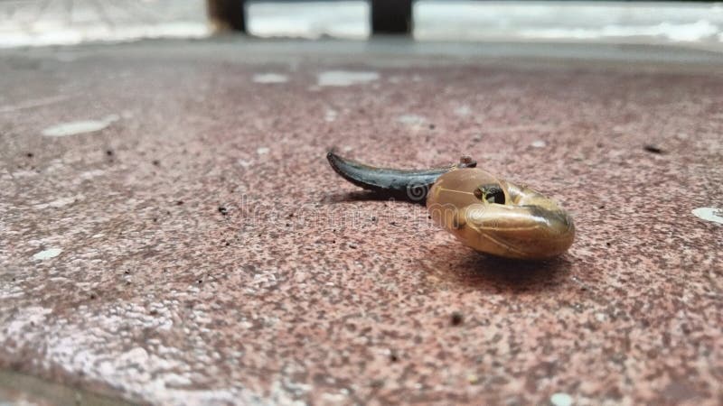 Carcass of a Dead Glass Snail Stock Photo - Image of pest, gastropod ...
