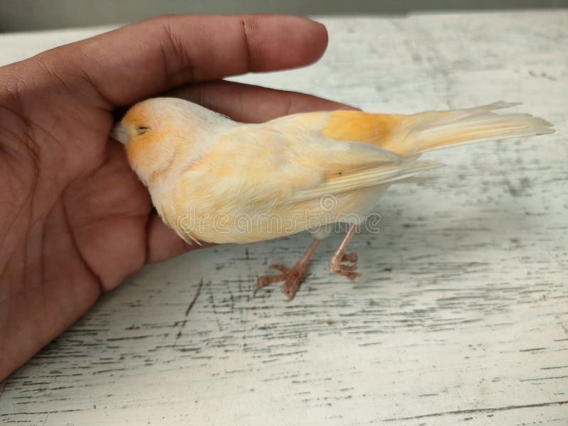 Carcass of a Dead Yellow Canary Stock Photo - Image of wood, dead ...