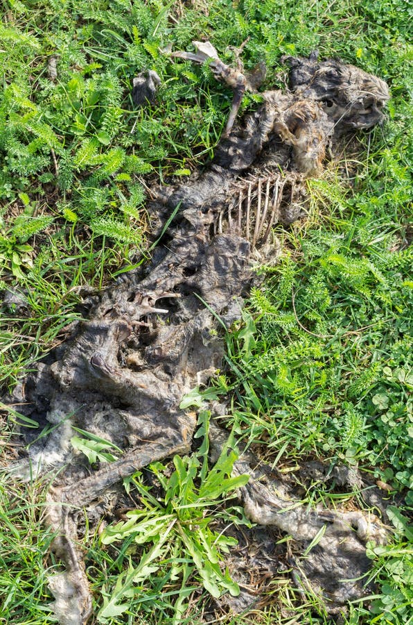 Carcass of hare in meadow stock image. Image of animal - 197370589