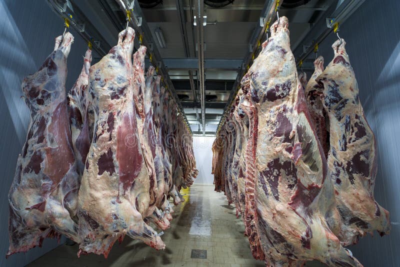 Carcass Meat in Cold Storage Room. Industrial Meat Production Line ...