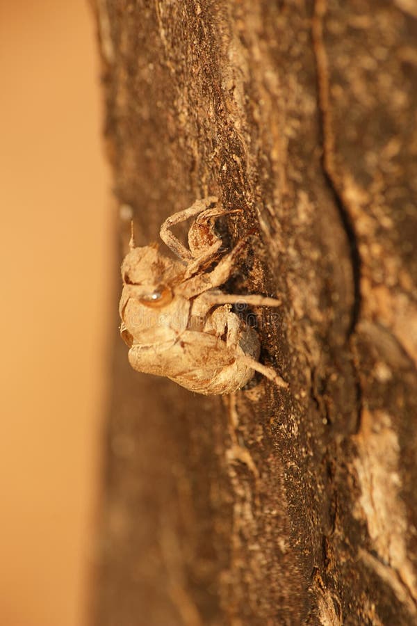 Molting cicada 5 stock photo. Image of tropical, colorful - 307486176