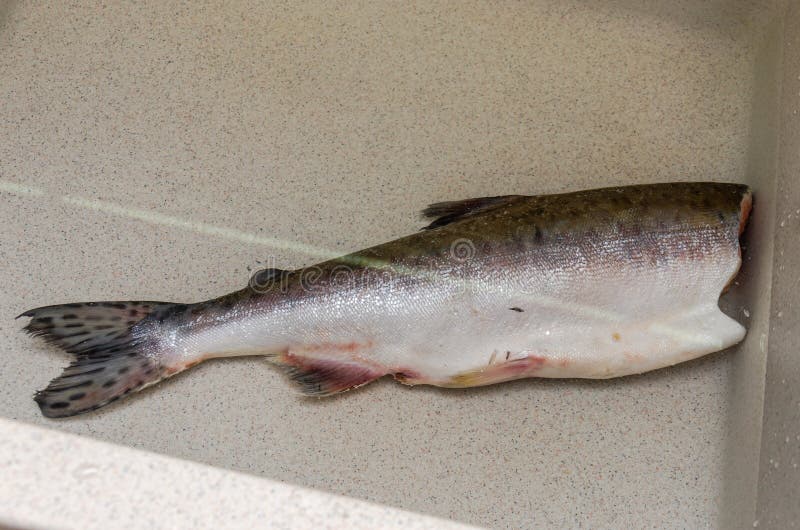 Carcass of Pink Salmon Fish on the Cutting Table Stock Image - Image of ...