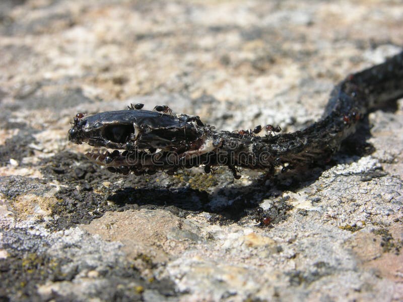 Carcass of a snake stock image. Image of explore, anthill - 107721229