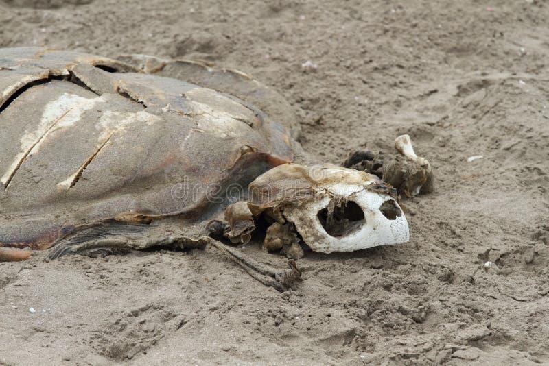 Dead Turtle on the Seashore Stock Photo - Image of shell, ecosystem ...