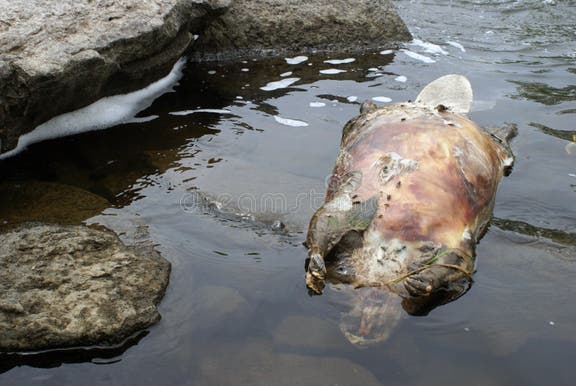 Carcasse morte de castor image stock. Image du décédé - 71974369