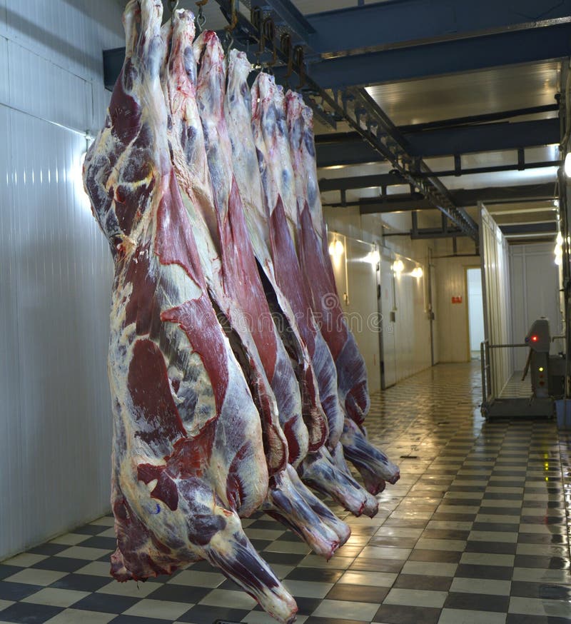 Carcasses Raw Meat Beef Hooked on Hoist in Corridor of Slaughterhouse ...
