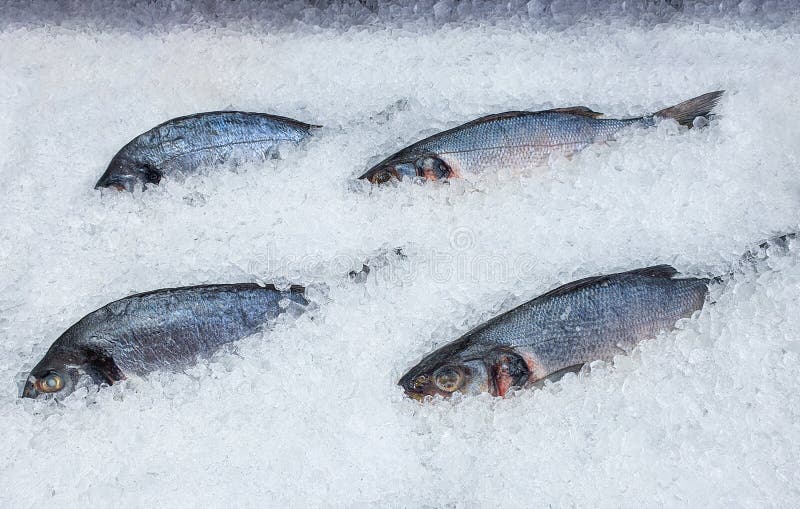 Carcasses of Sea Fish on the Counter of the Store Stock Photo - Image ...