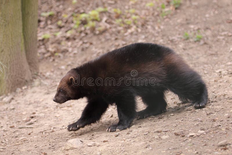 Carcayú imagen de archivo. Imagen de madera, salvaje - 19247873
