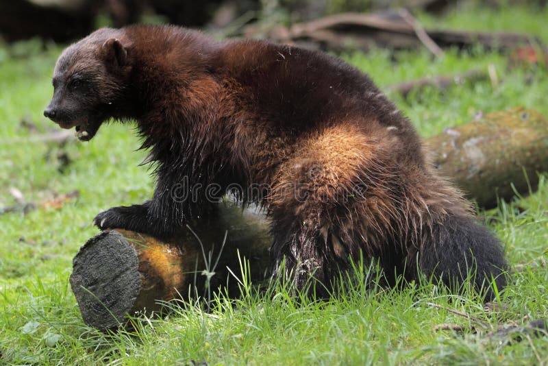 Carcayú imagen de archivo. Imagen de madera, salvaje - 19247873