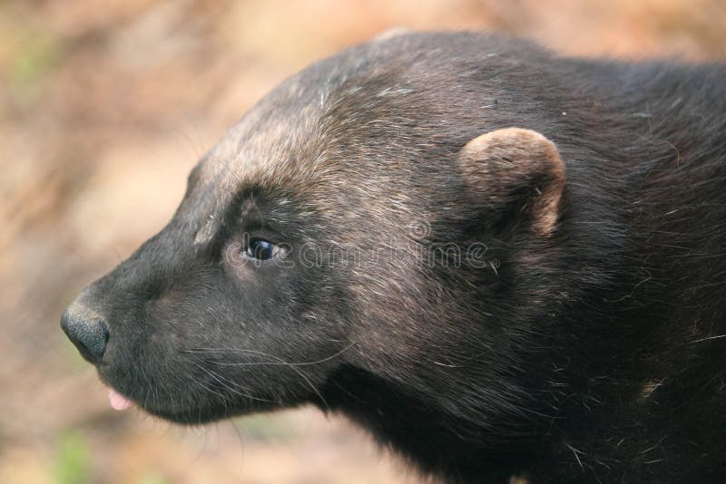 Carcayú imagen de archivo. Imagen de pista, animal, superior - 27611309