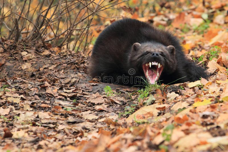 Carcayú foto de archivo. Imagen de lobverina, fauna, parentescos - 13622142