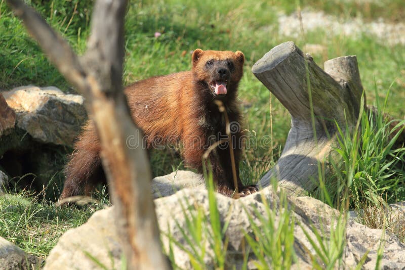 Carcayú imagen de archivo. Imagen de madera, salvaje - 19247873