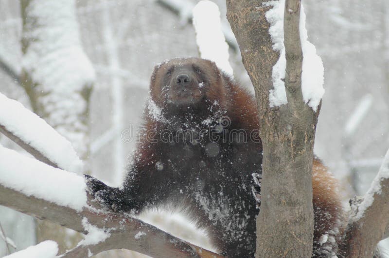 Carcayú (gulo del Gulo) imagen de archivo. Imagen de norte - 15083557