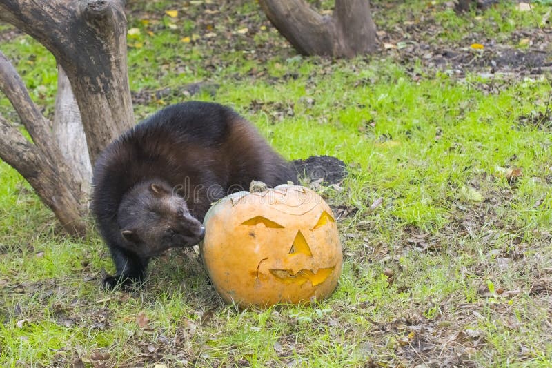 Carcayú (gulo del Gulo) imagen de archivo. Imagen de norte - 15083557