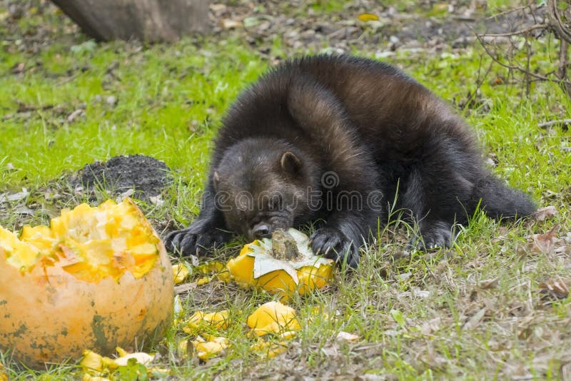 Carcayú (gulo Del Gulo Del Gulo) Imagen de archivo - Imagen de registro ...