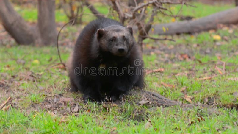 Carcayú (gulo del gulo) almacen de video. Vídeo de limpiador - 49559215