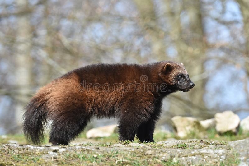 Wolverine gulo foto de archivo. Imagen de habitat, fauna - 182323038
