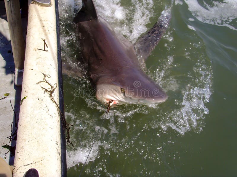 Requin de Taureau photo stock. Image du photographie - 29900012