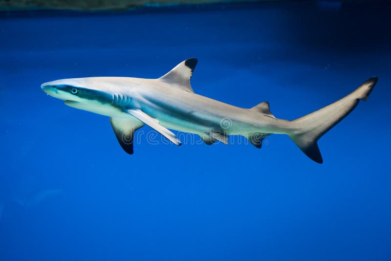 Carcharhinus Melanopterus - Schwarzspitzen-Riffhai Stockbild - Bild von ...