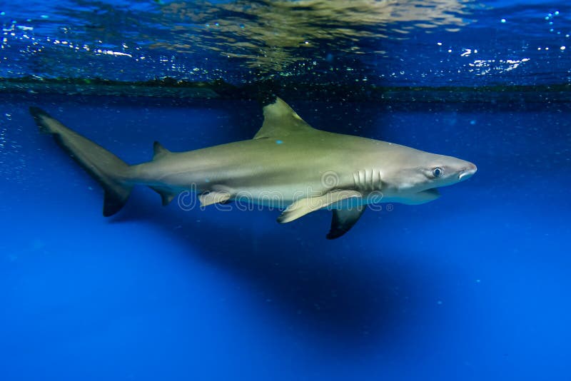 Carcharhinus Melanopterus - Schwarzspitzen-Riffhai Stockfoto - Bild von ...