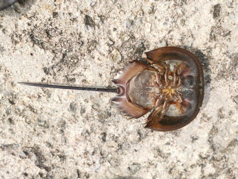 Carcinoscorpius Rotundicauda Crab Laying Upside Down Stock Photo ...