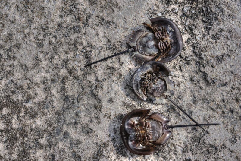 Carcinoscorpius Rotundicauda Crab Laying Upside Down Stock Image ...
