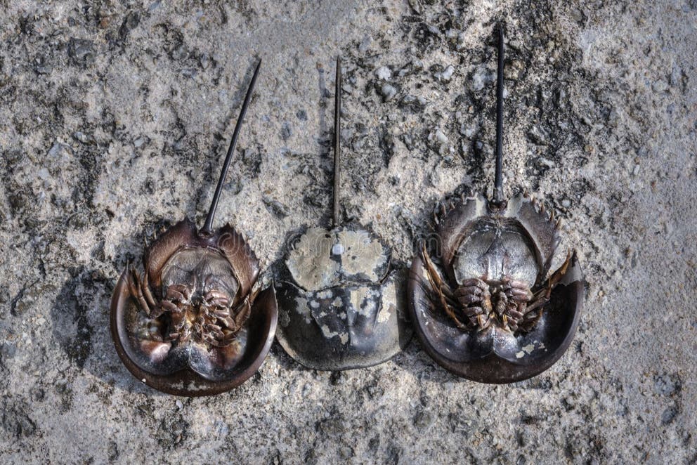 Carcinoscorpius Rotundicauda Crab Laying Upside Down Stock Image ...