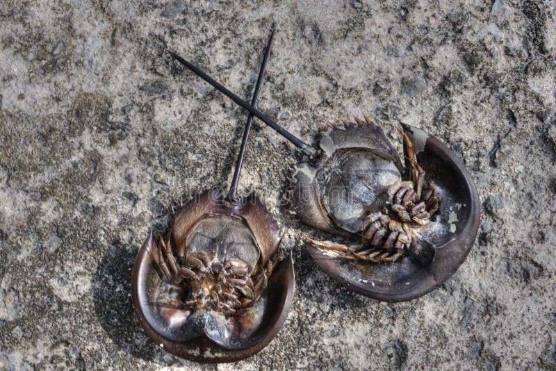 Carcinoscorpius Rotundicauda Crab Laying Upside Down Stock Image ...