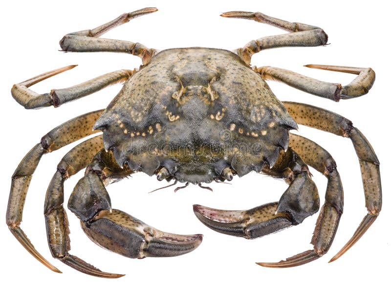 Carcinus Maenas - Granchio Vivo Commestibile Immagine Stock - Immagine ...