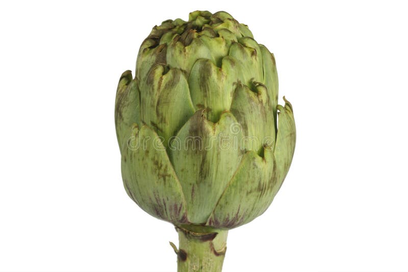 Carciofo fotografia stock. Immagine di carciofo, cottura - 8987820