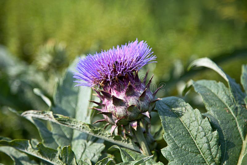 Cardone, Cynara Cardunculus, Aka Cardo Selvatico Del Carciofo, Cardone ...
