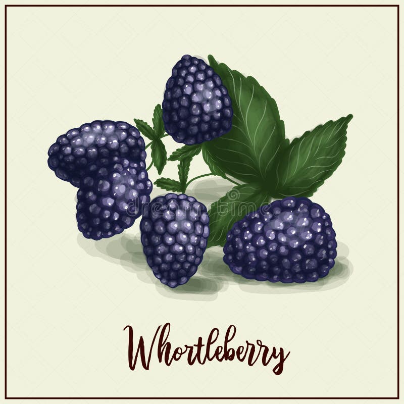 Card with Berries. Blueberry. Drawn Chenik. Black Raspberry.Vector ...