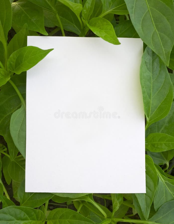 Card blank stock image. Image of isolated, bulletin, paper - 17252961