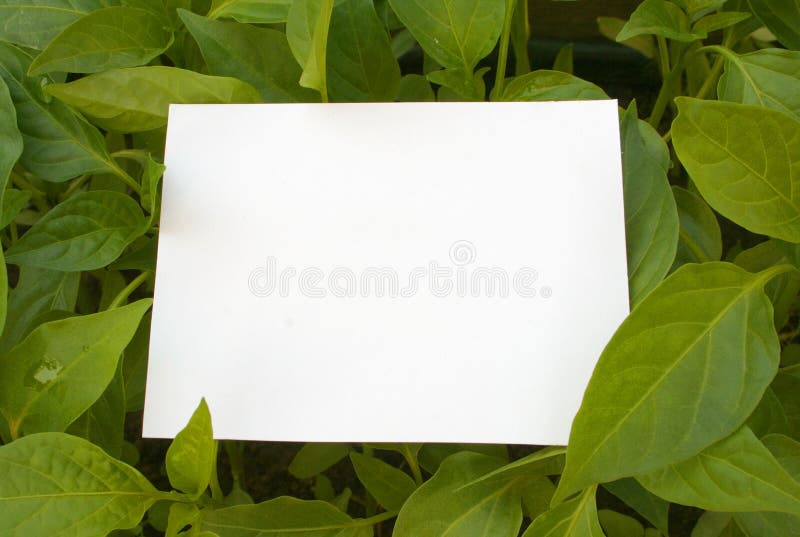 Card blank stock image. Image of page, icon, nature, sheet - 9372325