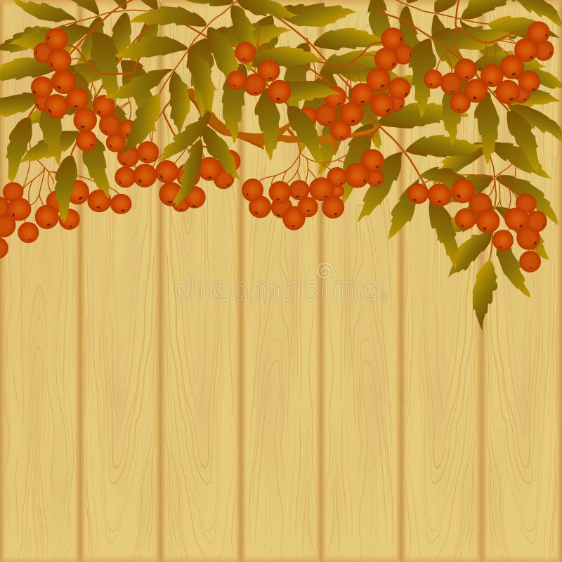 Rowanberry stock vector. Illustration of freshness, colored - 11939355