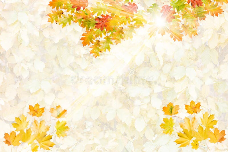 Card with Collection of Colorful Autumn Leaves Stock Illustration ...