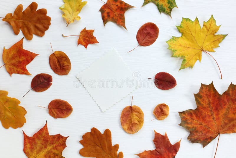 There May Be a Message about Autumn Stock Image - Image of nature, leaf ...