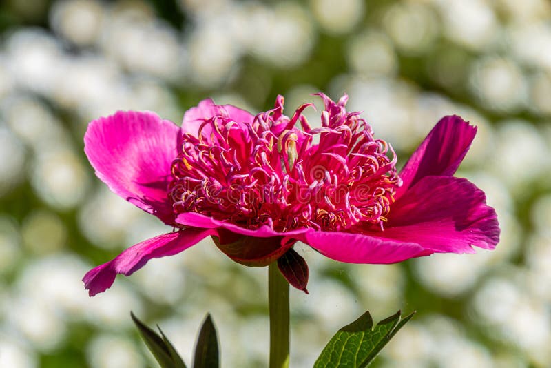 Card with Pink Peony - Pink Petals and Pink Pollen Stock Image - Image ...