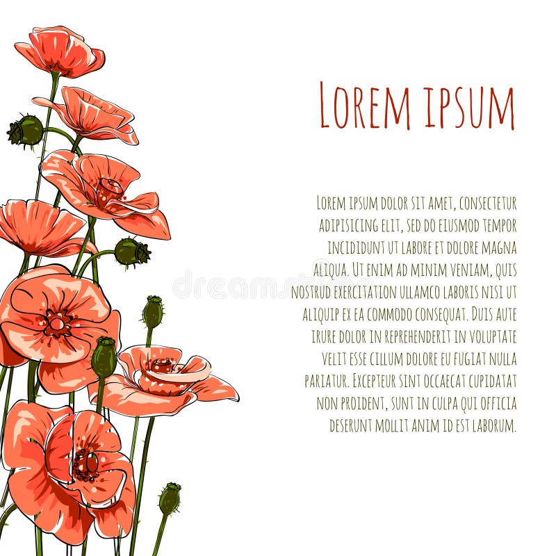 Card with Pink Poppy Flowers. Vector Illustration Stock Vector ...