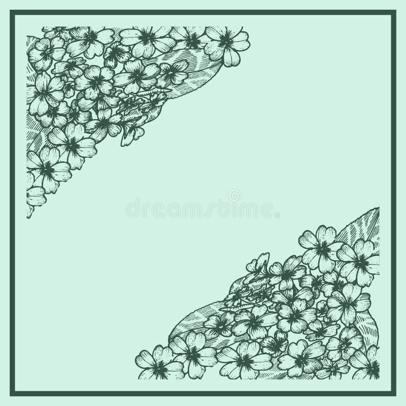 Card with Primula. Graphics. Botanical Drawing Flower. Stock Vector ...