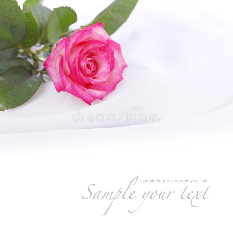 Card with rose stock photo. Image of silk, invitation - 17062564
