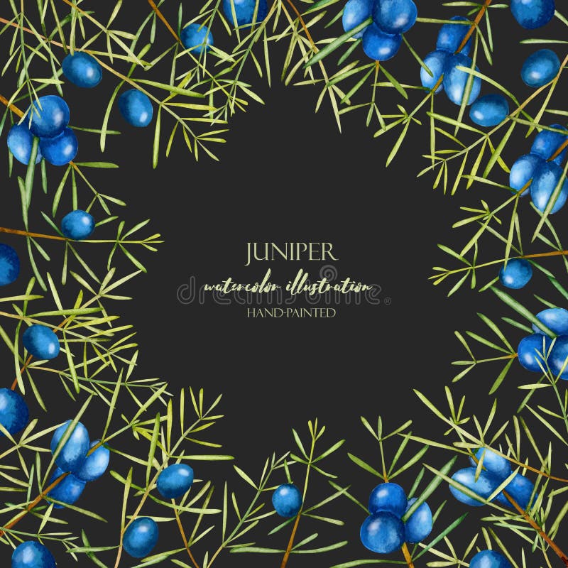 Watercolor Juniper Branches Wreath, Frame Border Stock Illustration ...