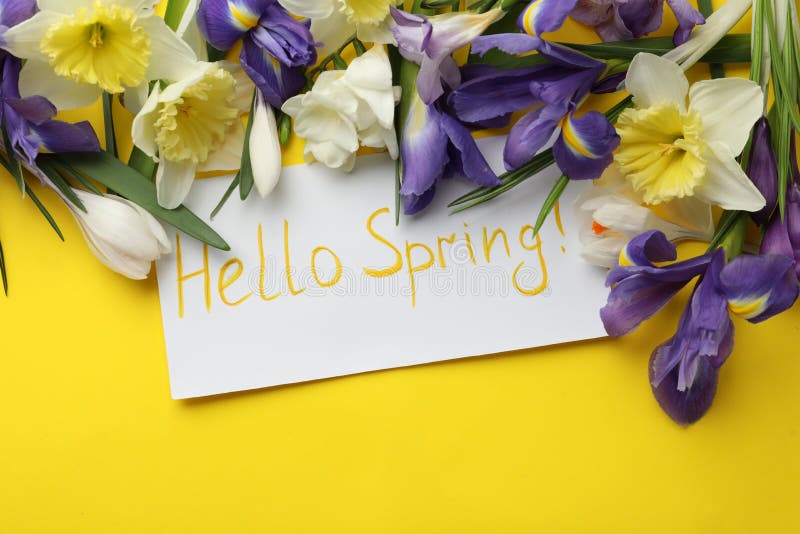 Card with Words HELLO SPRING and Fresh Flowers on Yellow Background ...