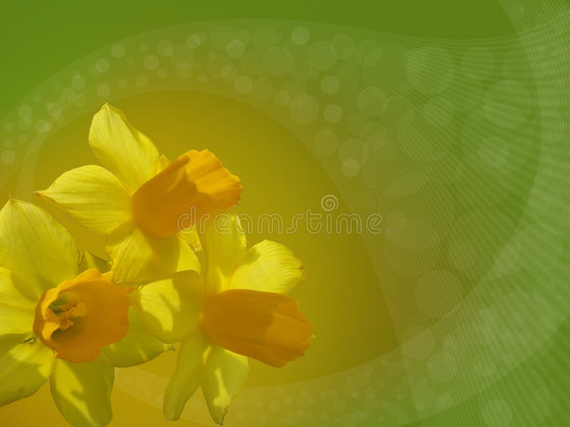 Yellow lily stock photo. Image of flowering, daisy, beautiful - 94694916