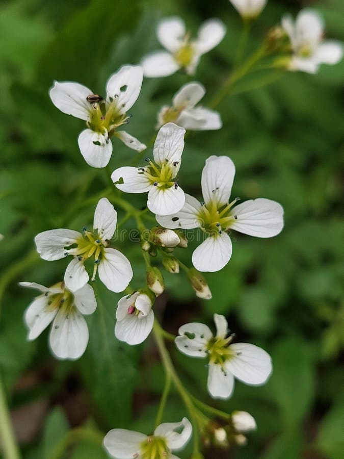 Cardamine Amara stock image. Image of nature, growing - 247118349