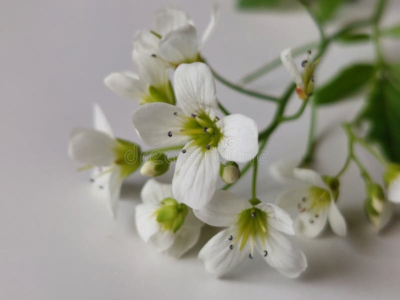 Cardamine Amara stock photo. Image of flower, growing - 247493952