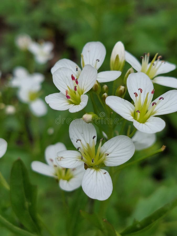 Cardamine Amara stock photo. Image of amara, brassicaceae - 247118356