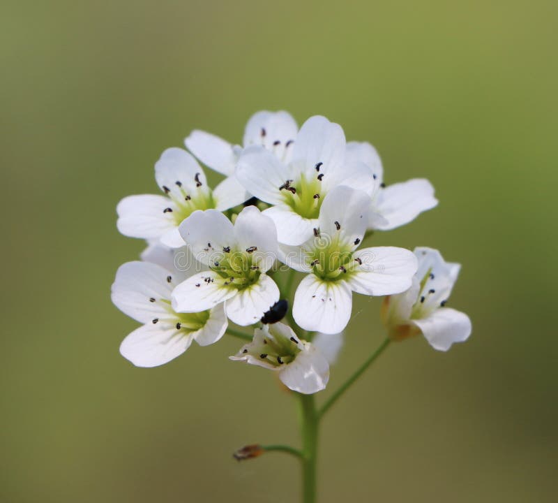 Large Bittercress (Cardamine Amara) Stock Photo - Image of lithuania ...