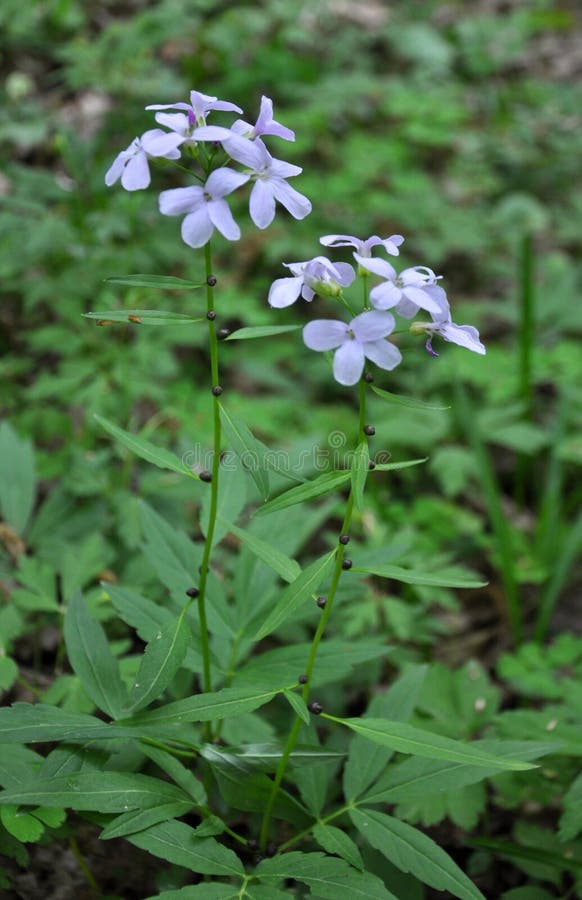 Cardamine Bulbifera Grows in the Forest, in the Wild Stock Image ...