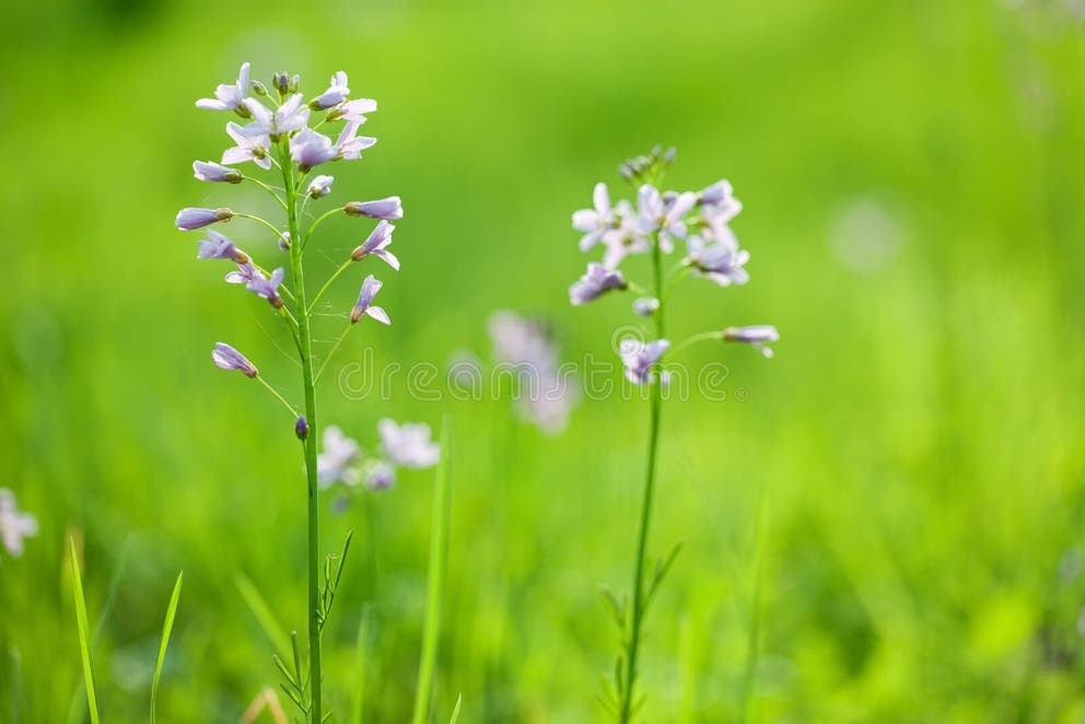 Cardamine flower stock photo. Image of cuckoo, plant - 13864788